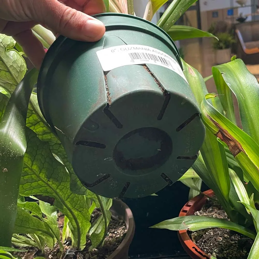 Using Nursery Pots - Biotic Instruments